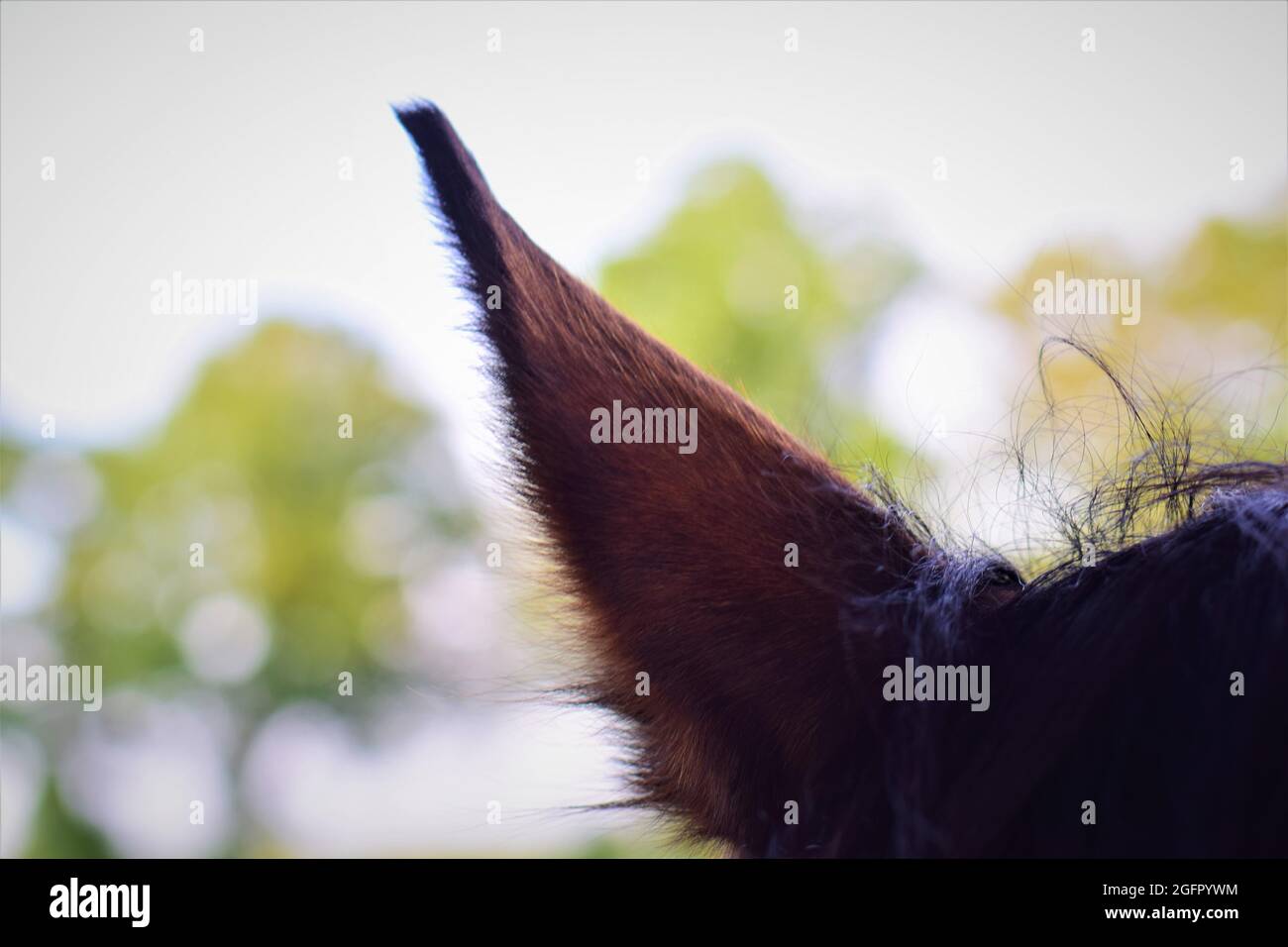 Oreille de cheval Banque de photographies et d’images à haute ...