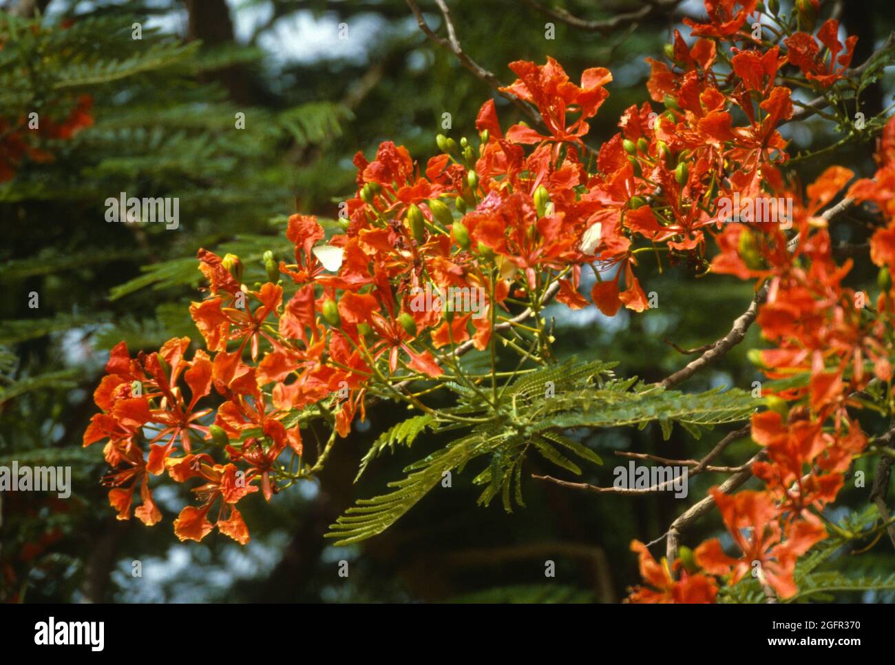 Arbre niamey niger afrique Banque de photographies et d’images à haute ...