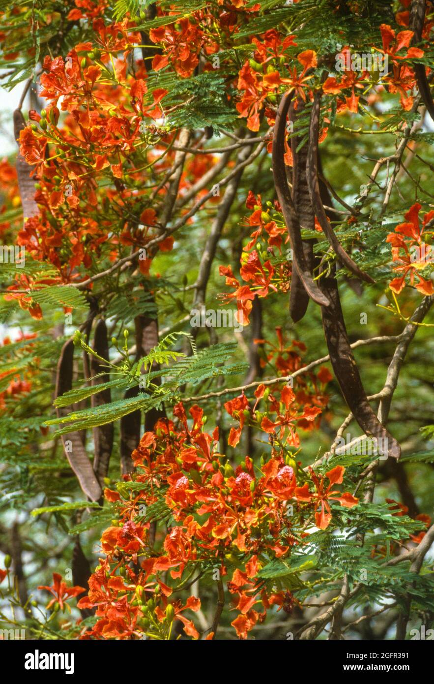 Arbre niamey niger afrique Banque de photographies et d’images à haute ...