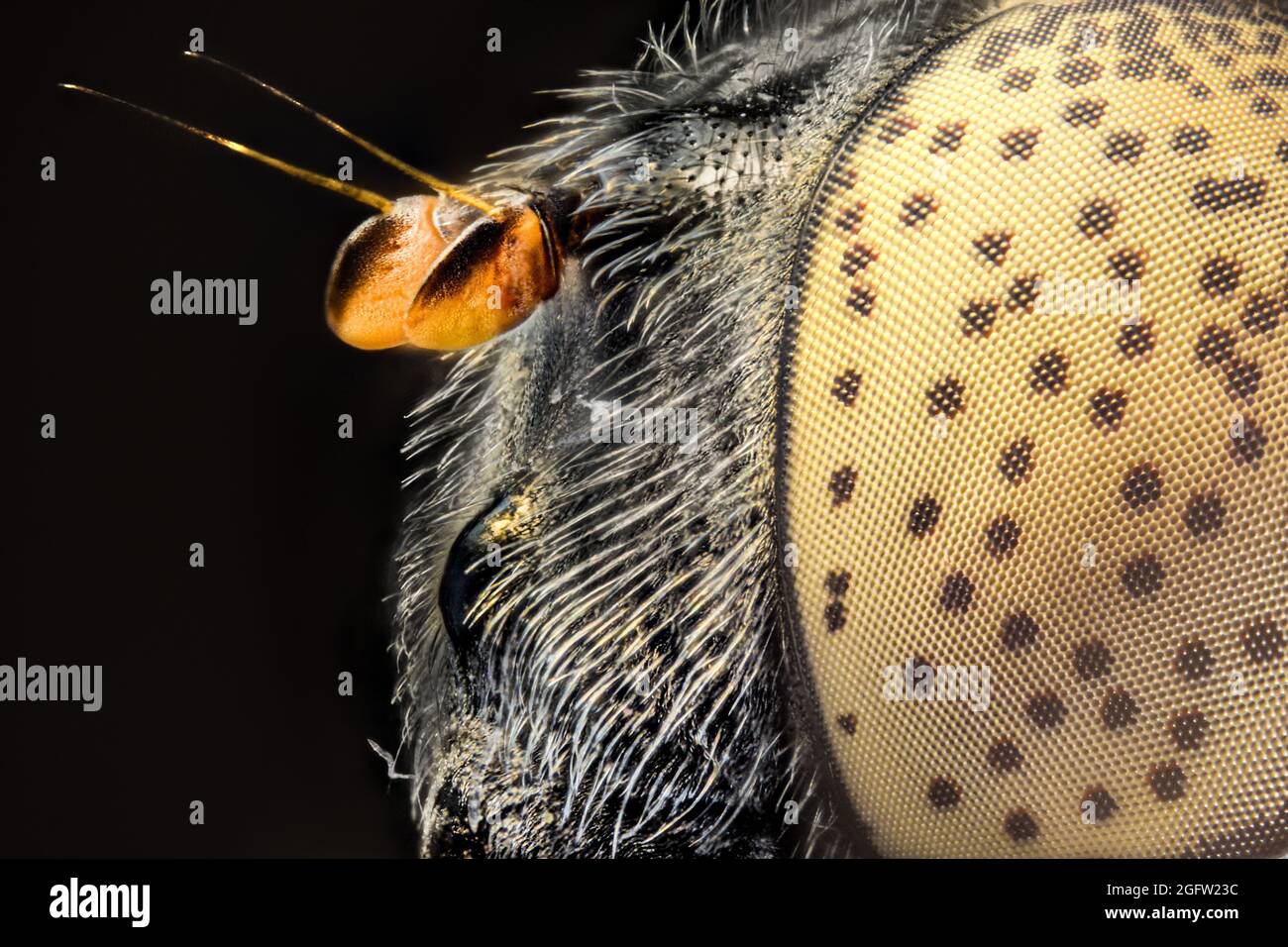 Détails de la tête de bogue Photo Stock - Alamy