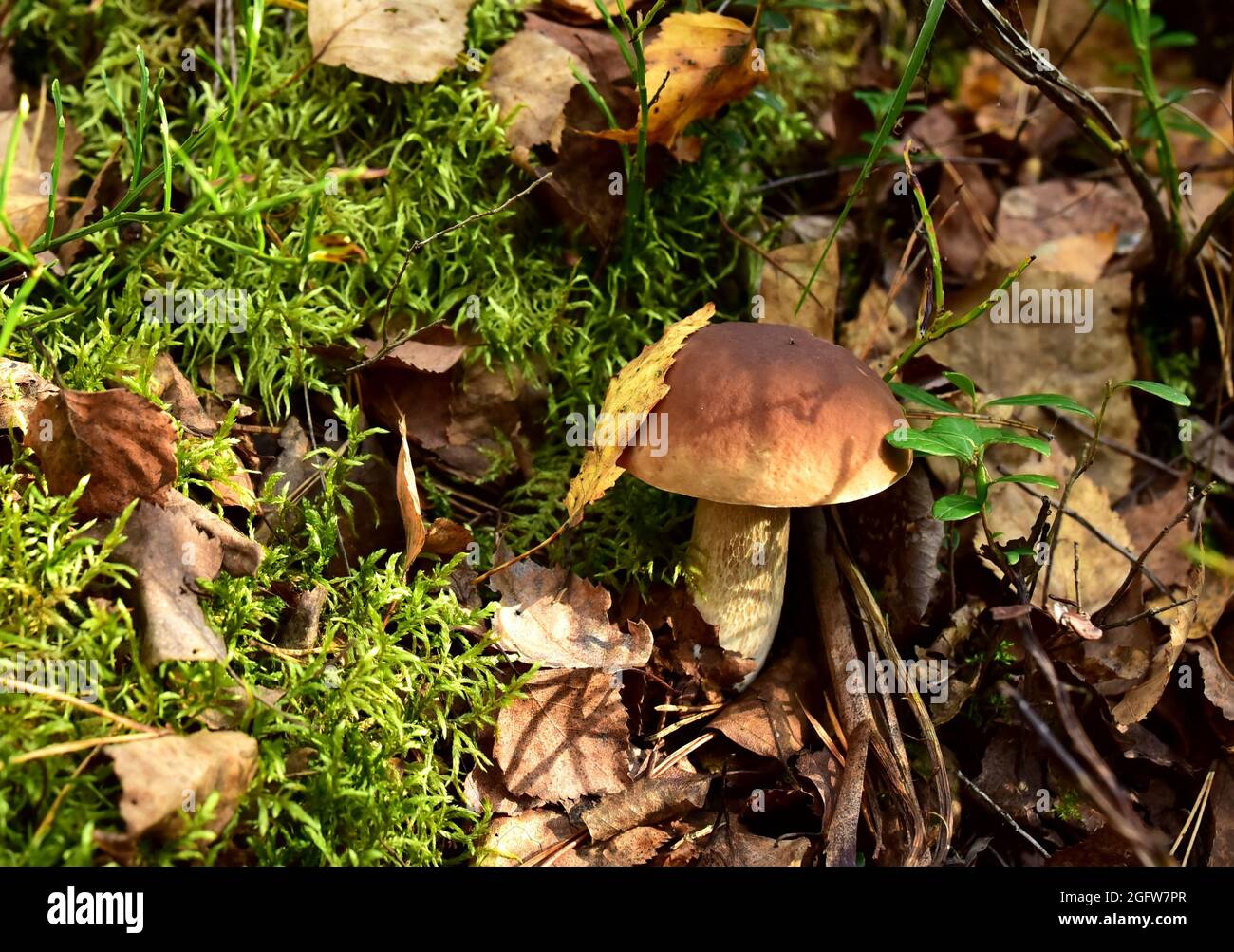Porcini CEP dans la forêt pendant la saison de récolte de la ...