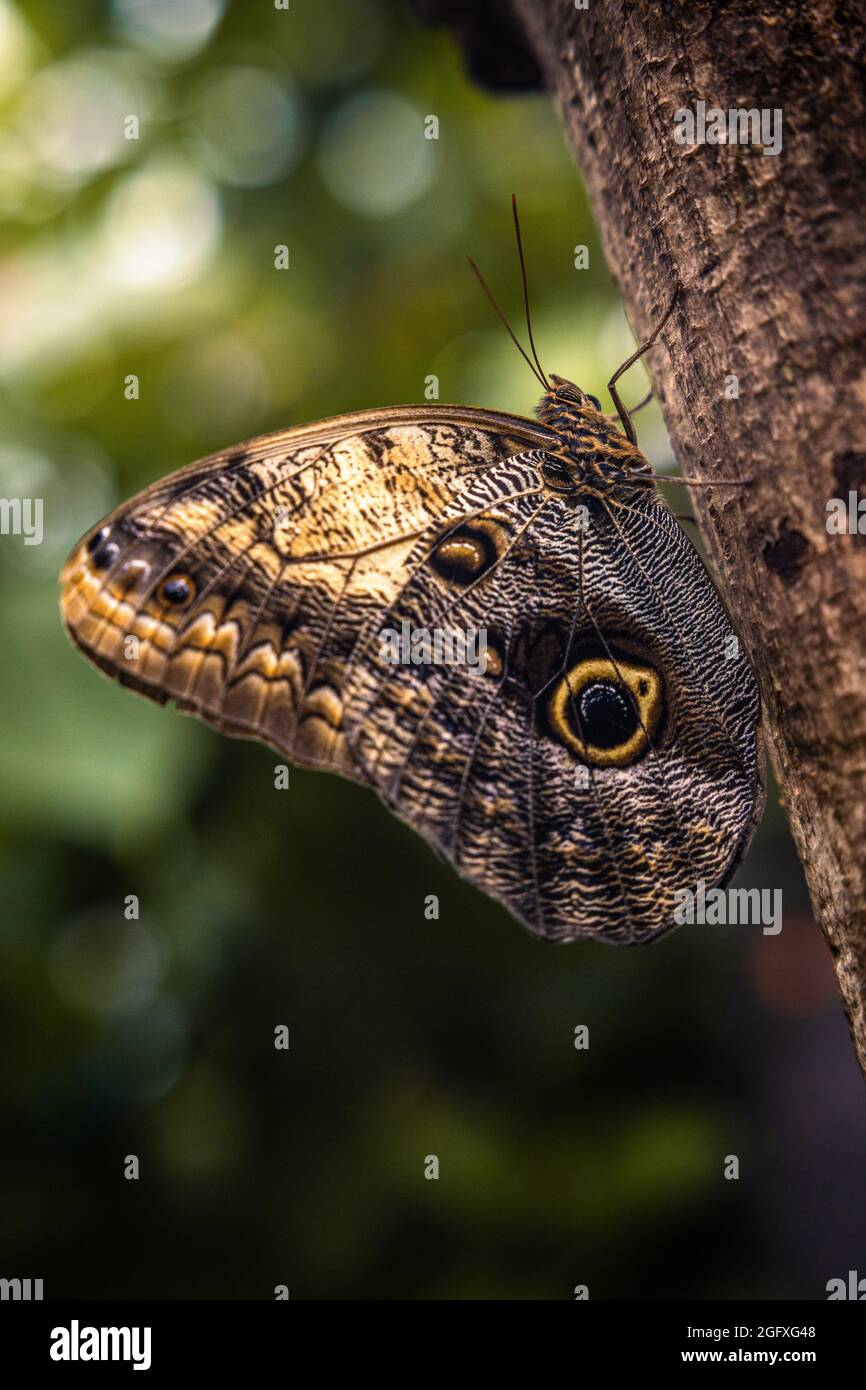 Papillon hibou géant Banque de photographies et d’images à haute ...