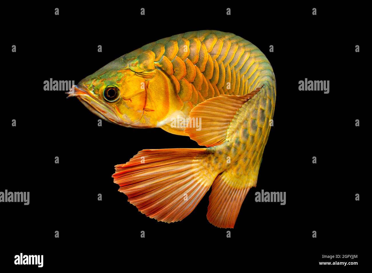 L'arowana asiatique, poisson-dragon (Scleropages formosus) sur fond ...