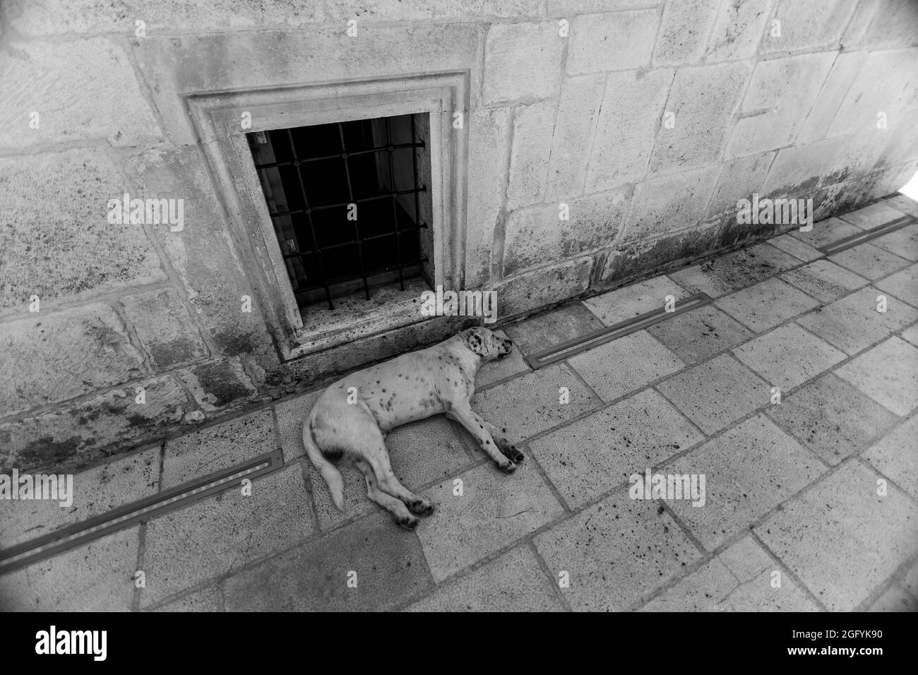 Chien couchant Banque d'images noir et blanc - Alamy