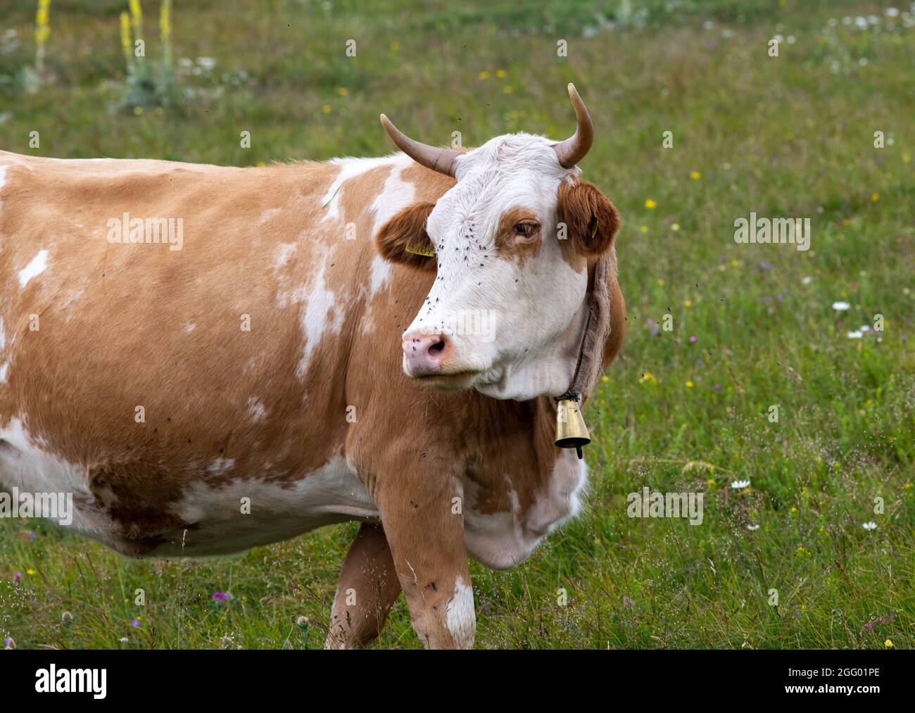Portrait de la vache Simmental avec cloche accrochée au cou.élevage ...