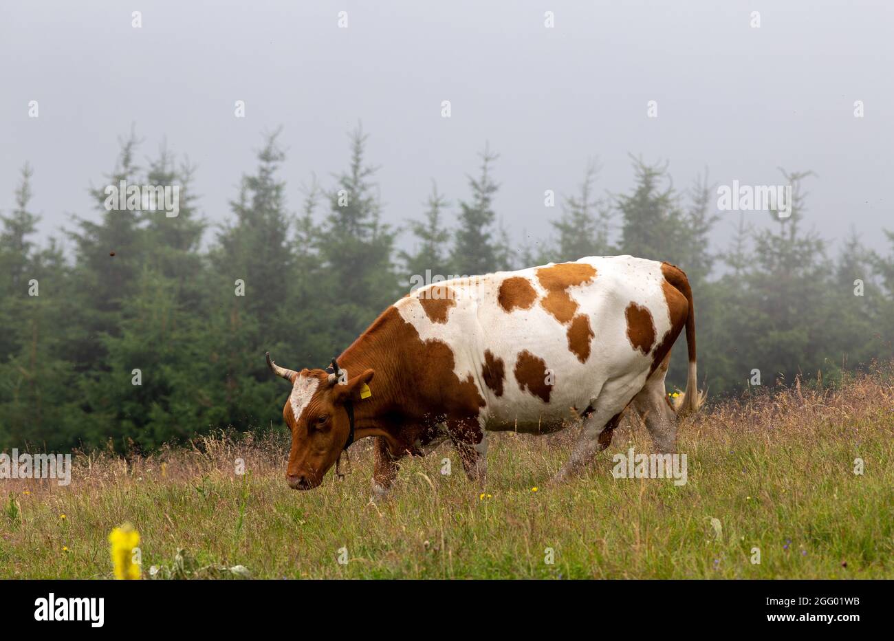 Portrait de la vache Simmental avec cloche accrochée au cou. Élevage ...