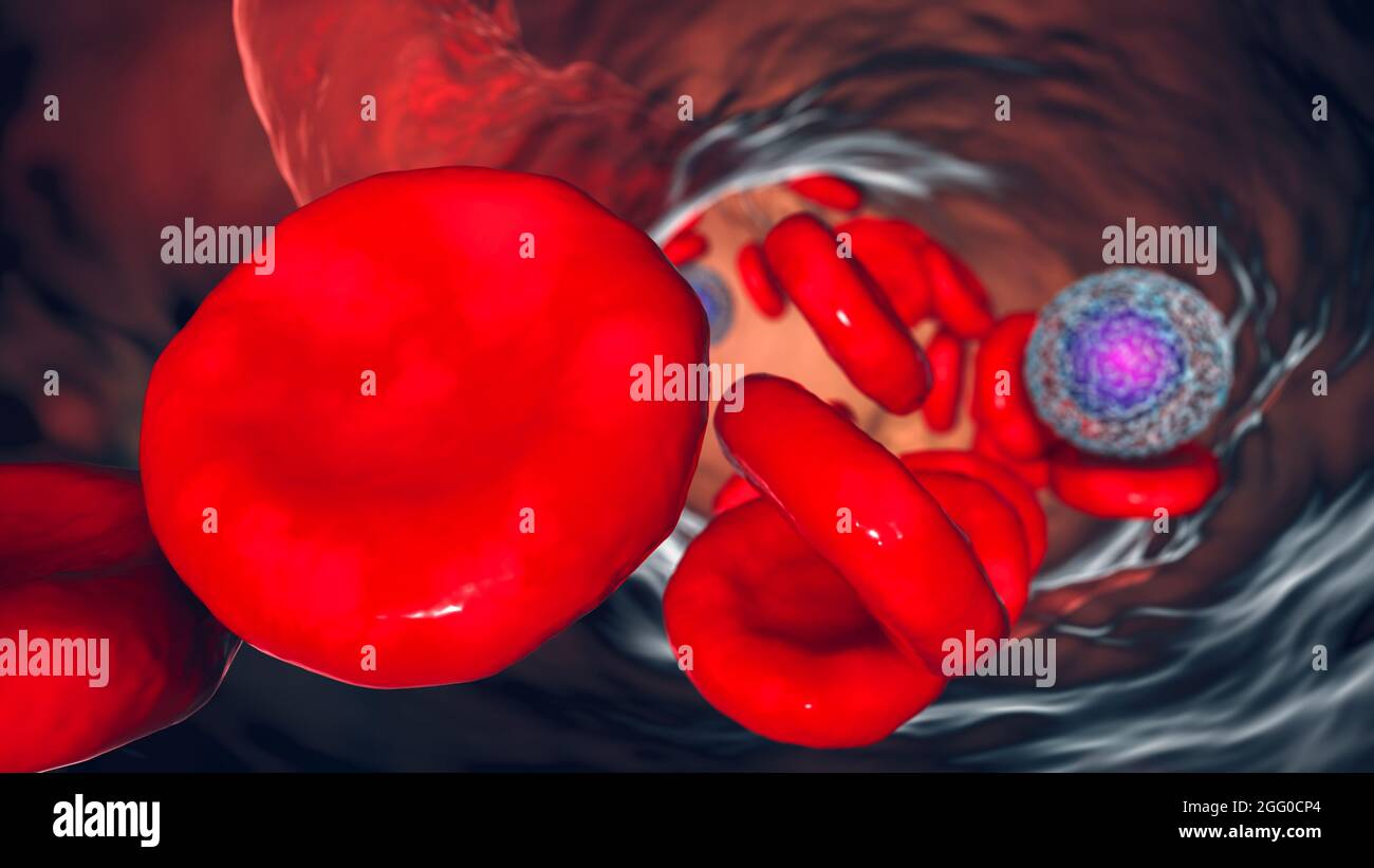 Flux sanguin Banque de photographies et d’images à haute résolution - Alamy