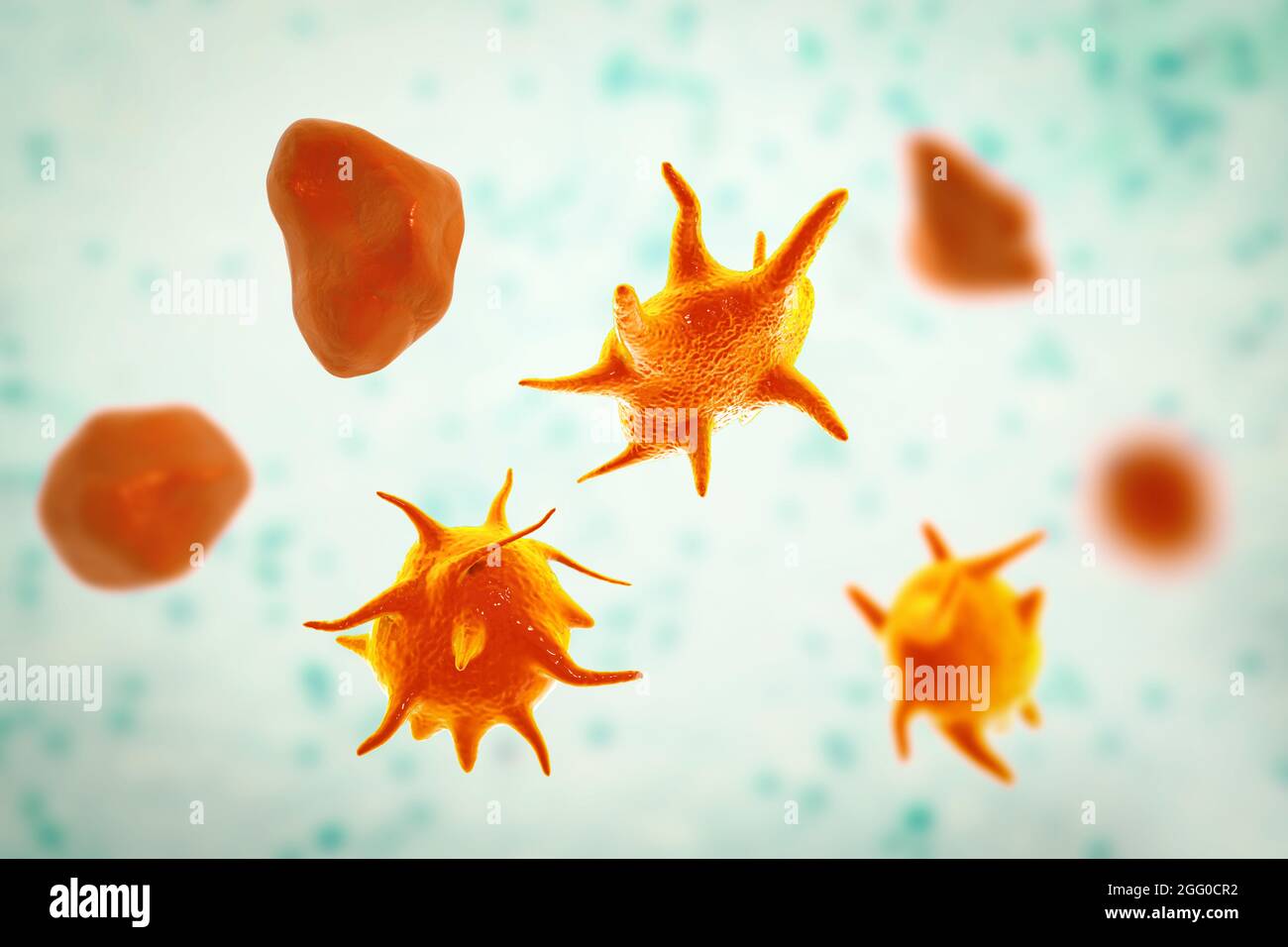 Illustration des plaquettes (thrombocytes) qui ont été activées (avec ...