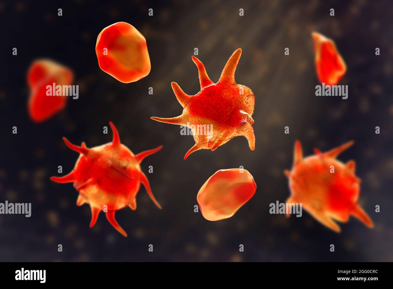 Formation de plaquettes Banque de photographies et d’images à haute ...