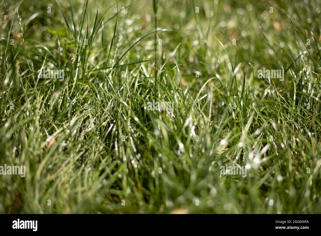 Grass texture football golf court Banque de photographies et d’images à ...