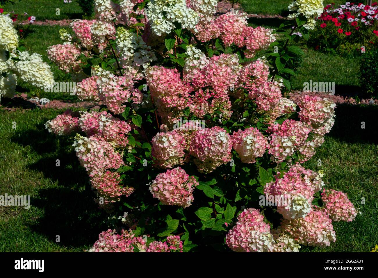 Hortensia paniculata feux de la rampe fleurs Banque de photographies et ...