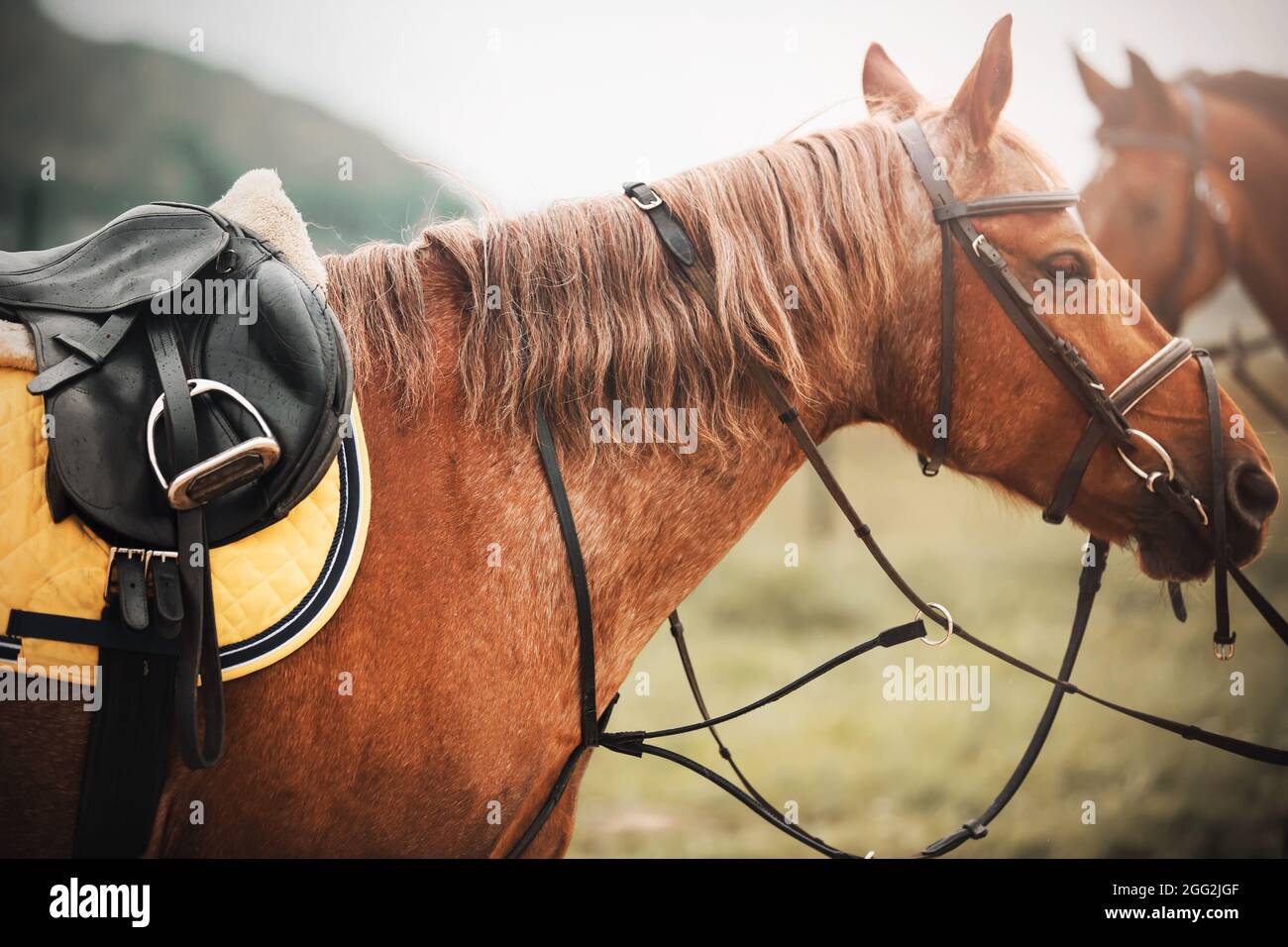 Portrait d'un beau cheval de sorrel avec une bride sur son museau et ...