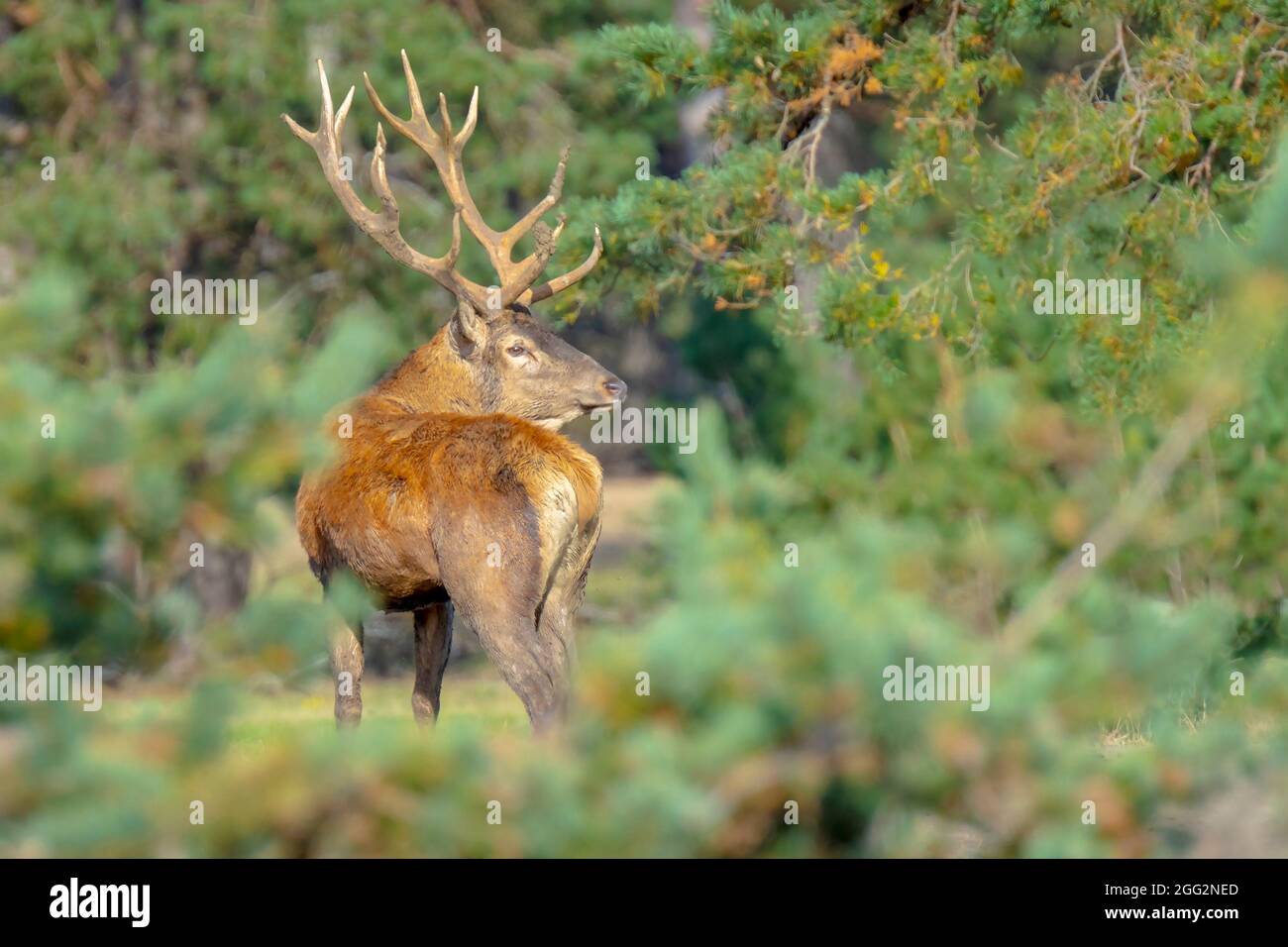 Accouplement de cerf rouge Banque de photographies et d’images à haute ...