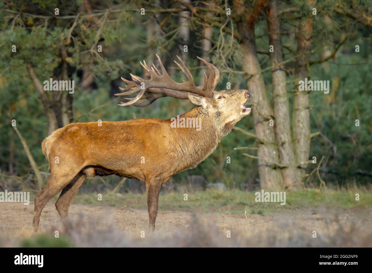 Accouplement de cerf rouge Banque de photographies et d’images à haute ...