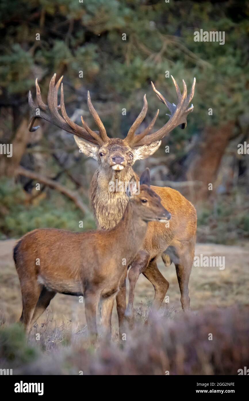 Accouplement de cerf rouge Banque de photographies et d’images à haute ...