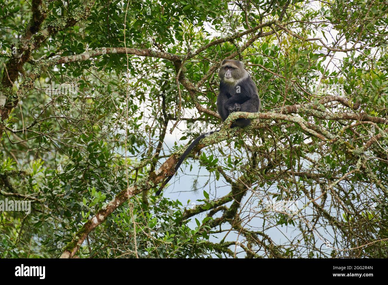 Singes bleus Banque de photographies et d’images à haute résolution ...