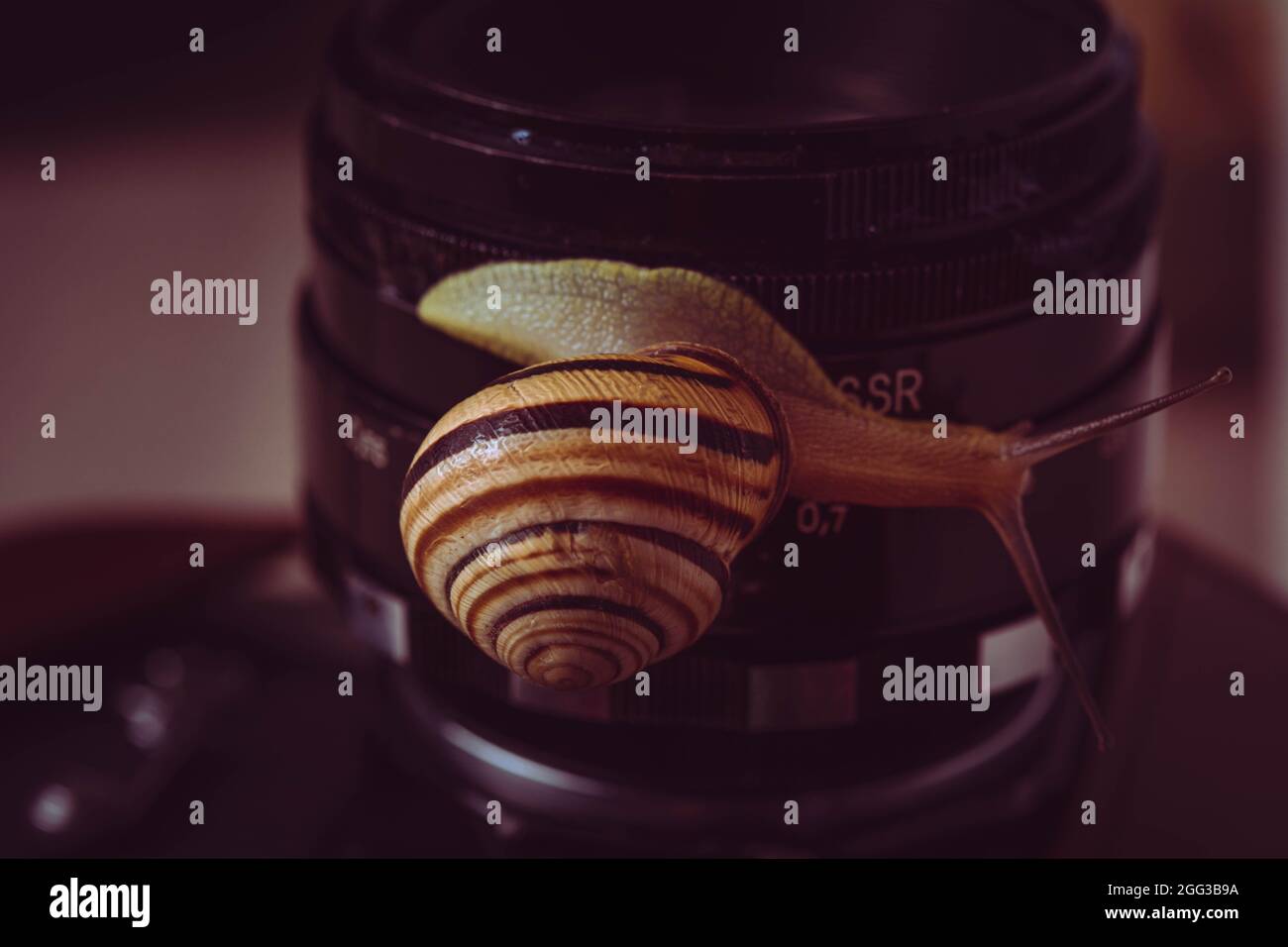 Escargot et appareil photo, photographie macro. Gros plan sur les ...