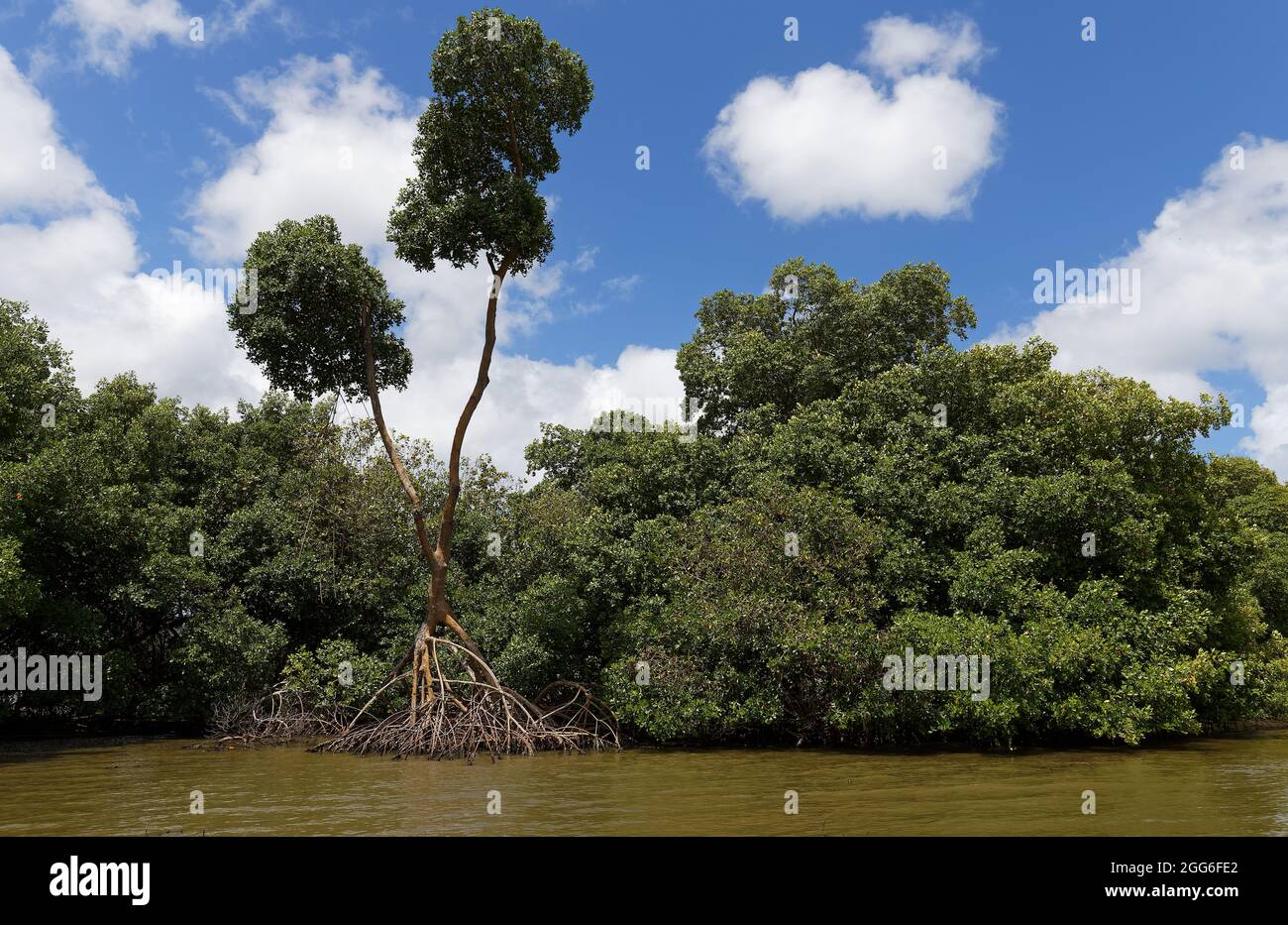 Forêt de mangroves dans l'île de Martinique, Antilles françaises. À l ...