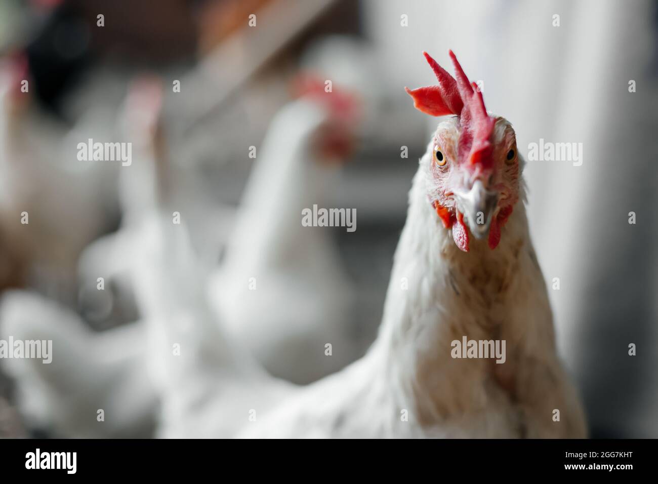 Ferme de poulets de chair Banque de photographies et d’images à haute ...