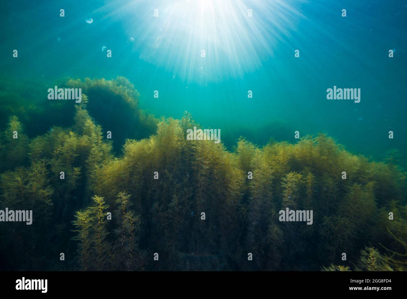 Algue marine rouge Banque de photographies et d’images à haute ...