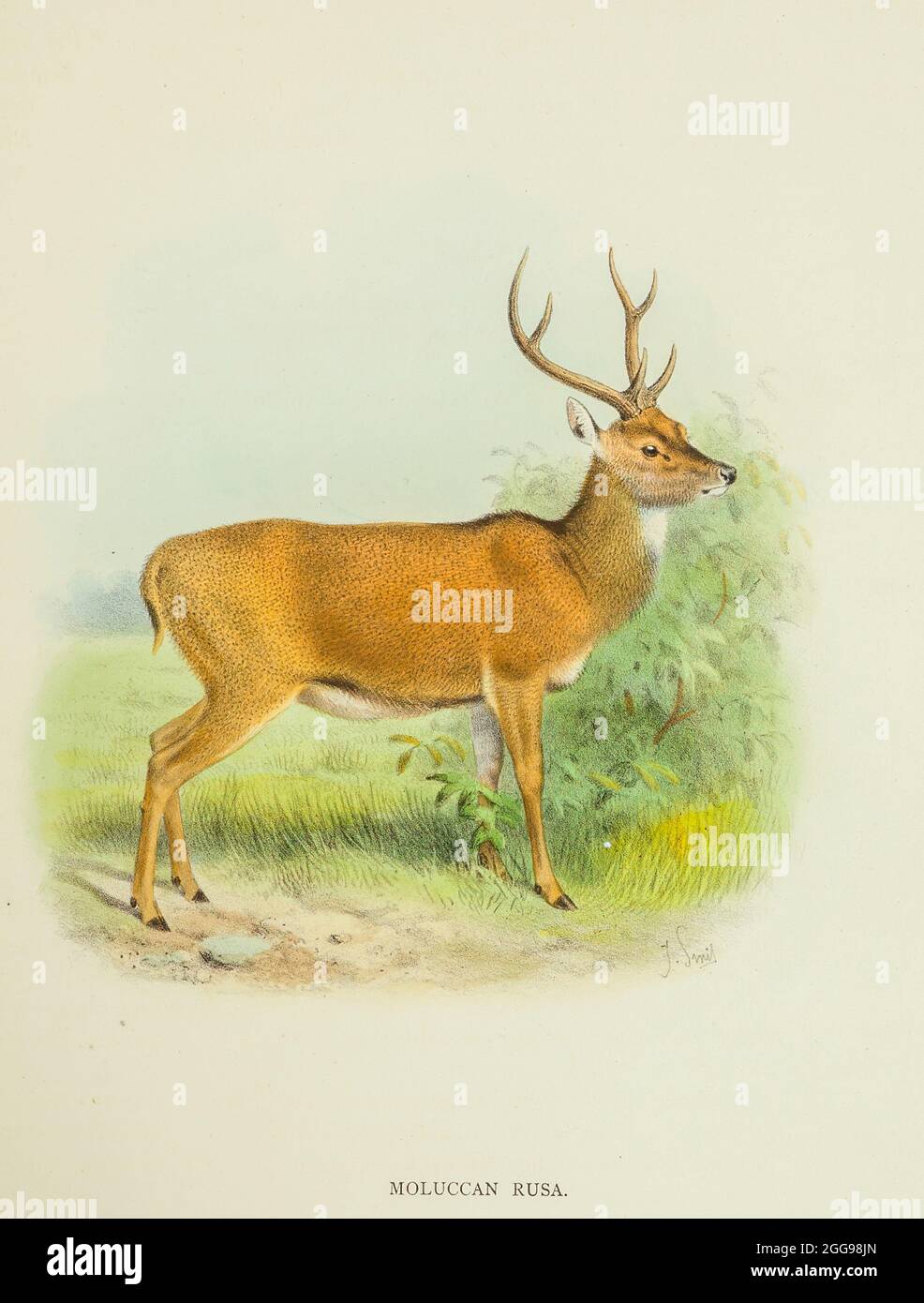 Dessin de cerf rusa Banque de photographies et d’images à haute ...