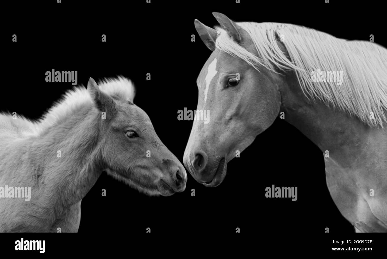 Baby horse Banque de photographies et d’images à haute résolution - Alamy