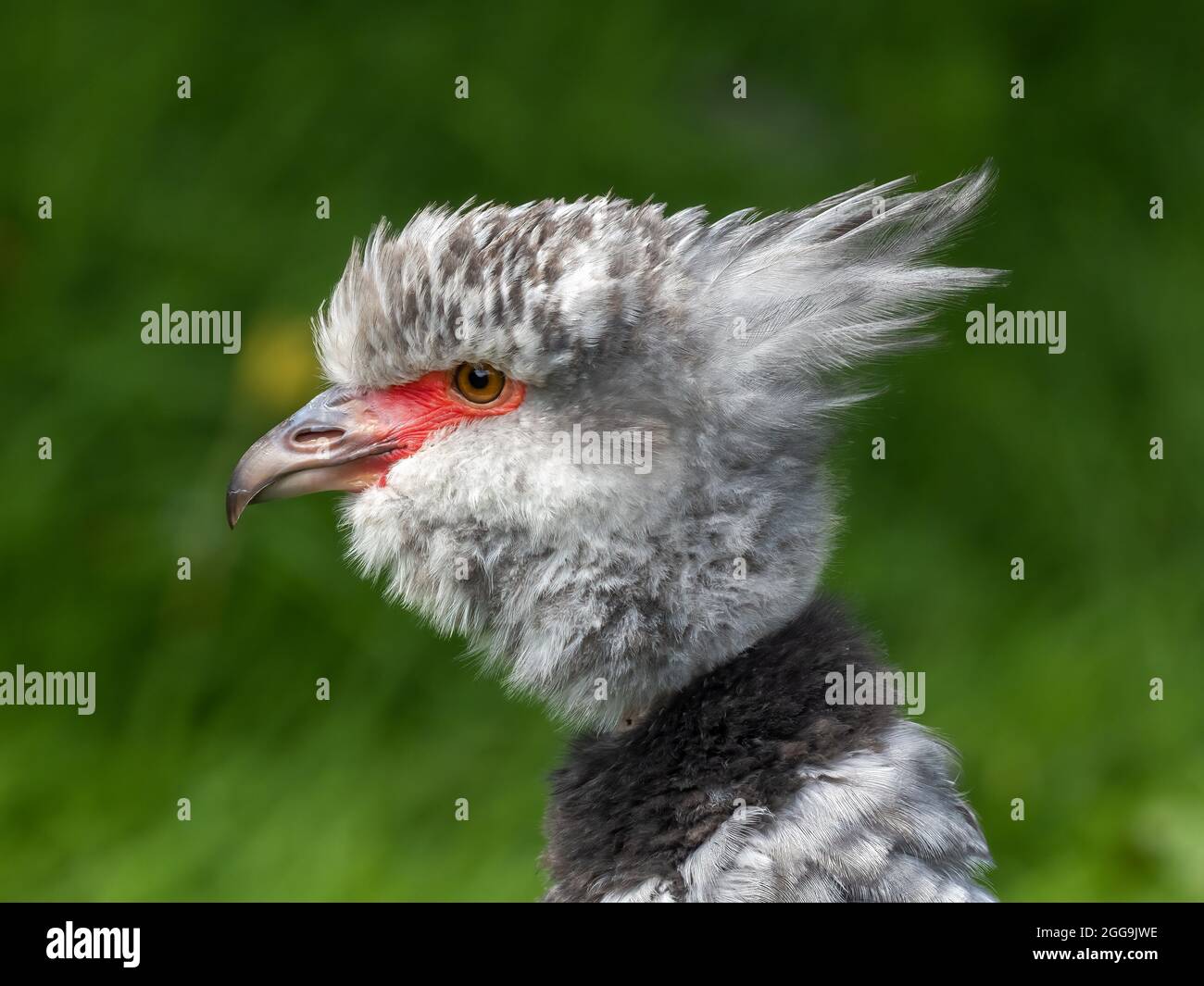 Southern screamer Banque de photographies et d’images à haute ...