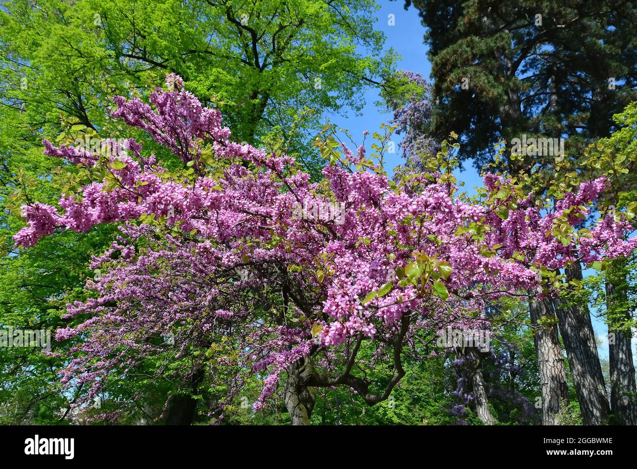 Arbre de judee Banque de photographies et d’images à haute résolution ...