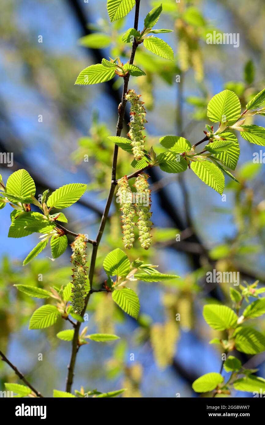 Carpinus betulus hainbuche weissbuche Banque de photographies et d ...