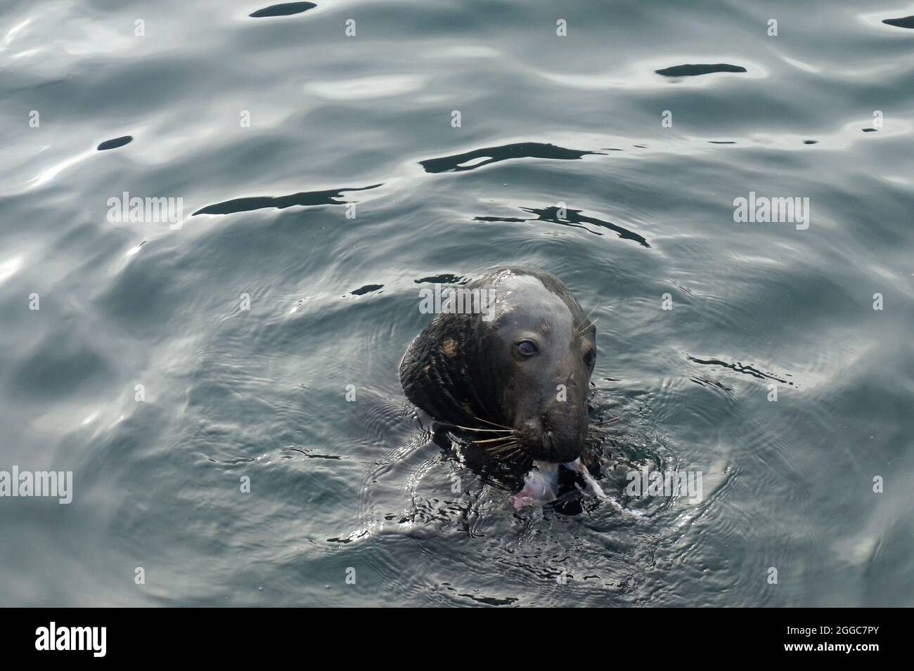 Nourriture de phoque Banque de photographies et d’images à haute ...