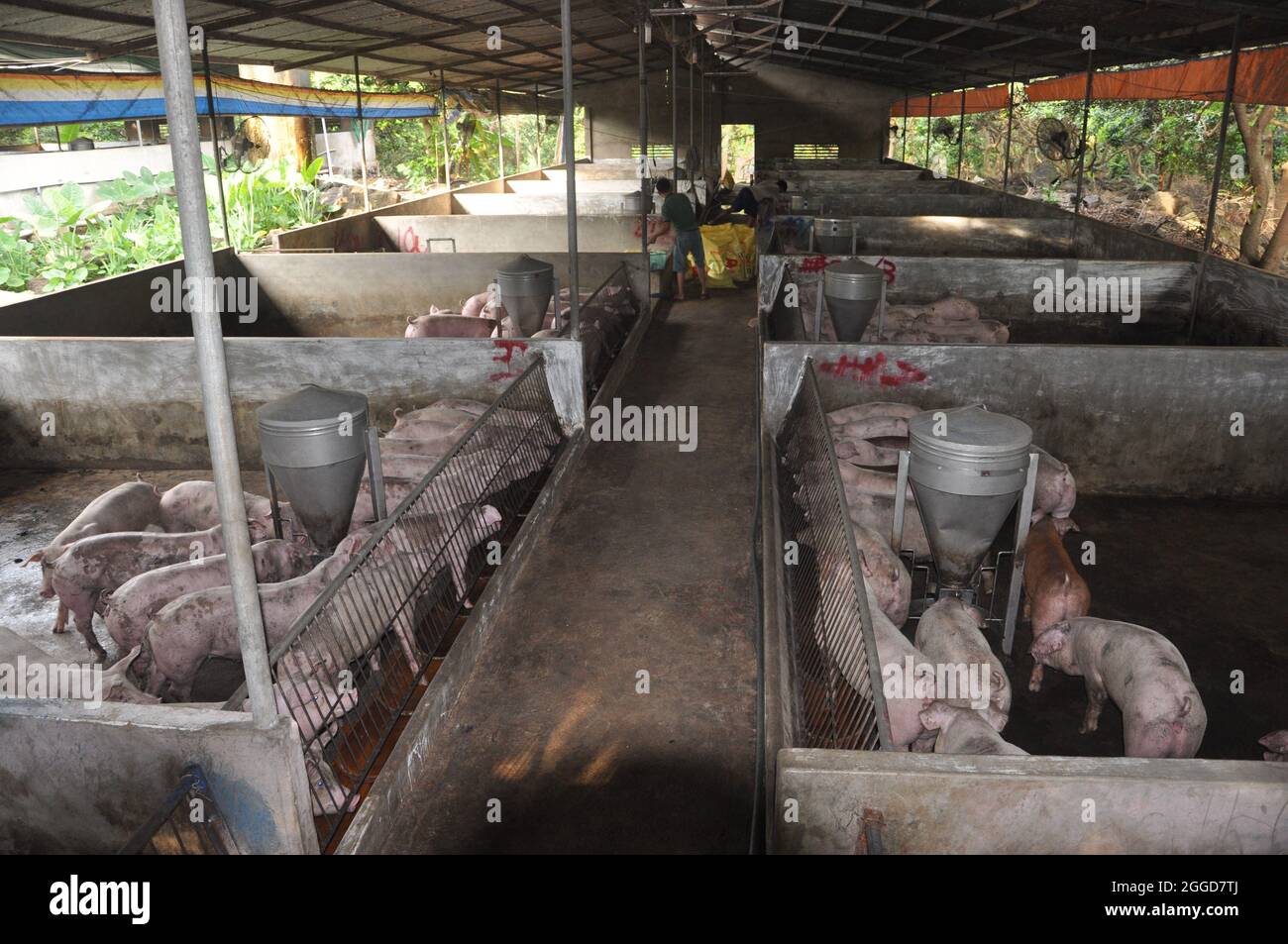 Troupeau De Cochons Banque d'image et photos - Alamy