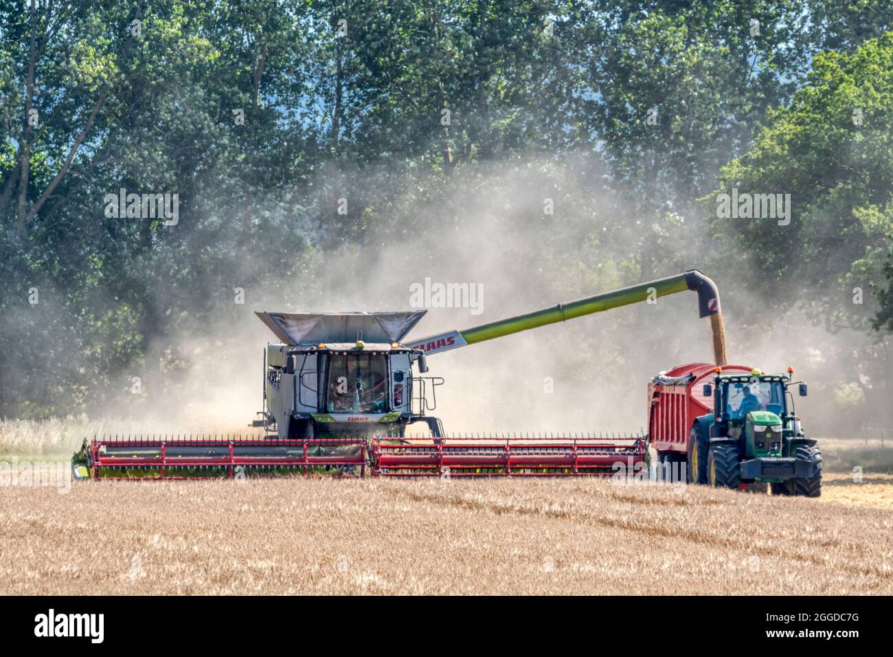 Moissonneuse-batteuse Claas Lexion 8900 travaillant et déchargeant le ...