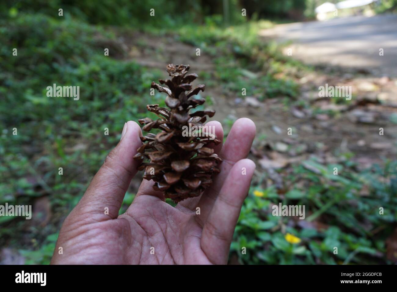 Fleur de pin Banque de photographies et d’images à haute résolution - Alamy