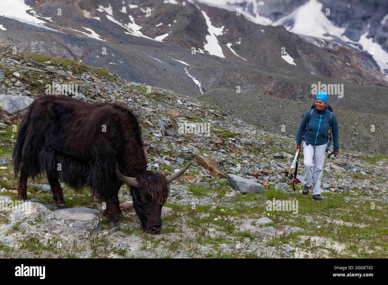 Randonneur observant le Yak domestique tibétain (Bos grunniens), yak, yak de Reinhold Messner ...
