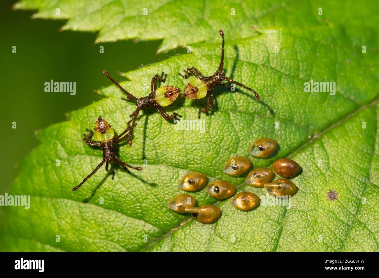 Punaise (Gonocerus acuteangulatus), trois larves fraîchement éclos et ...