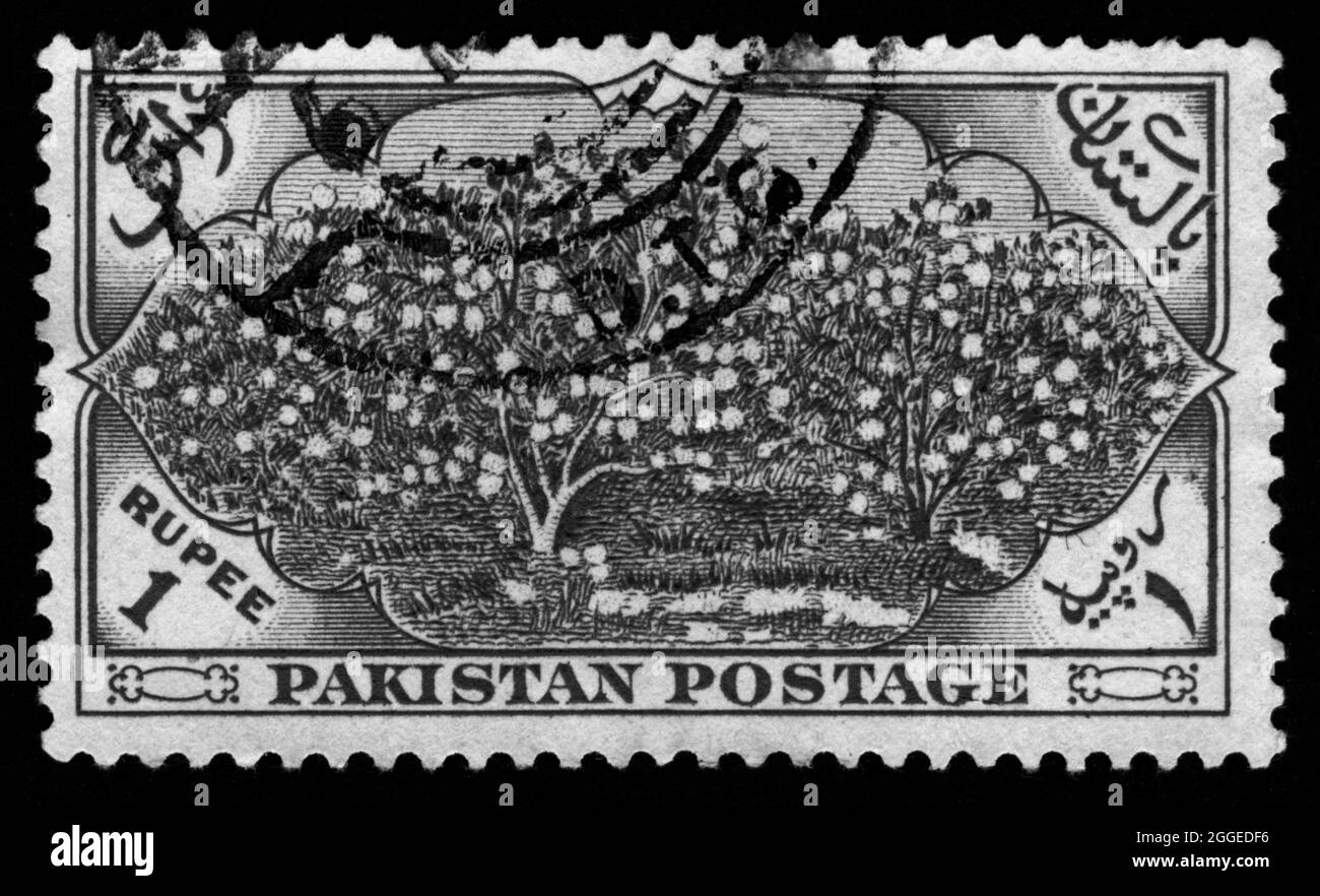 Flore du pakistan Banque de photographies et d’images à haute ...