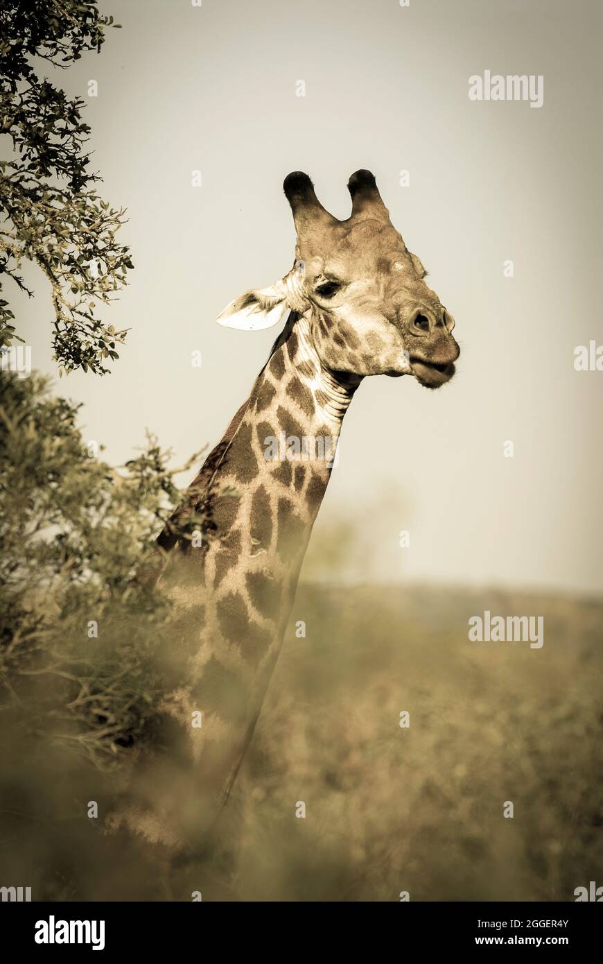 Girafe savane africaine Banque de photographies et d’images à haute ...