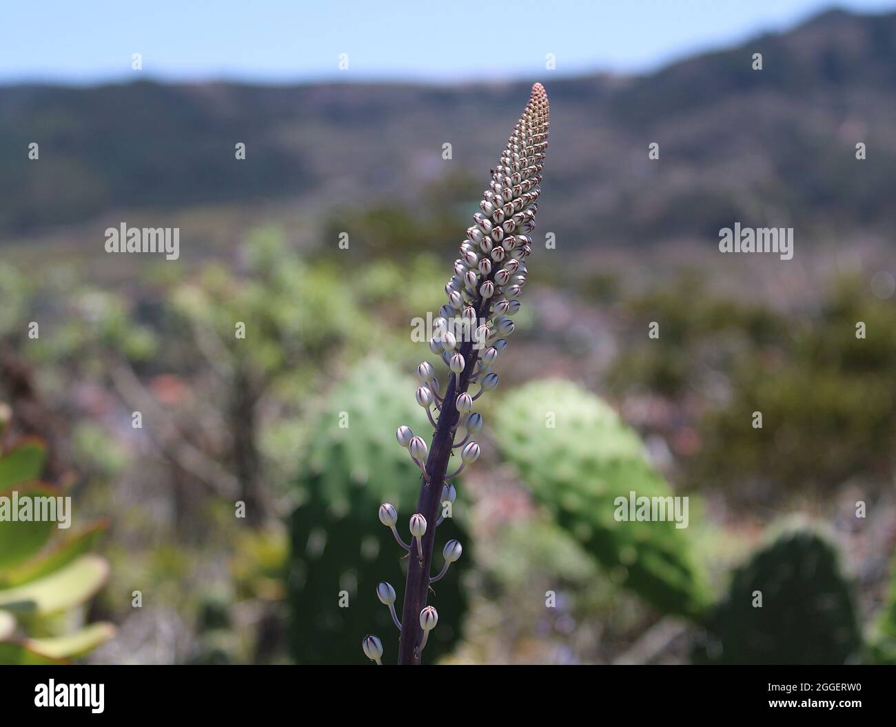 Planta plant Banque de photographies et d’images à haute résolution - Alamy