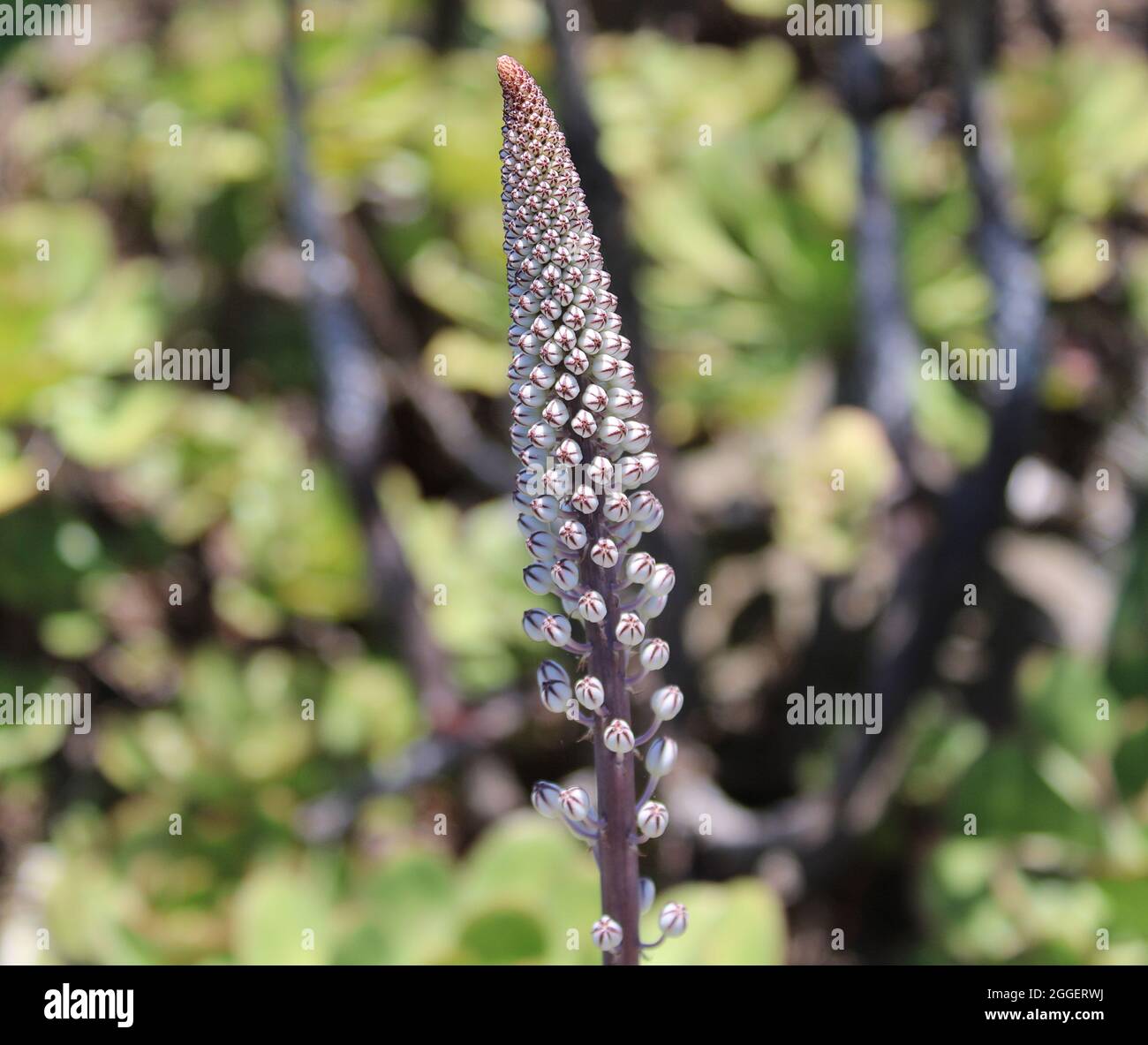 Planta plant Banque de photographies et d’images à haute résolution - Alamy