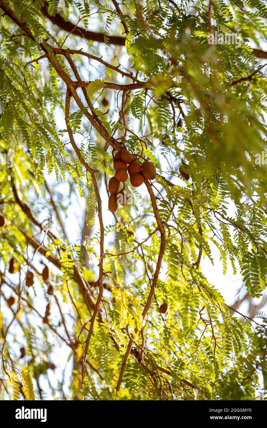 Feuilles d'un arbre de Tomarindo avec quelques fruits en foyer sélectif ...