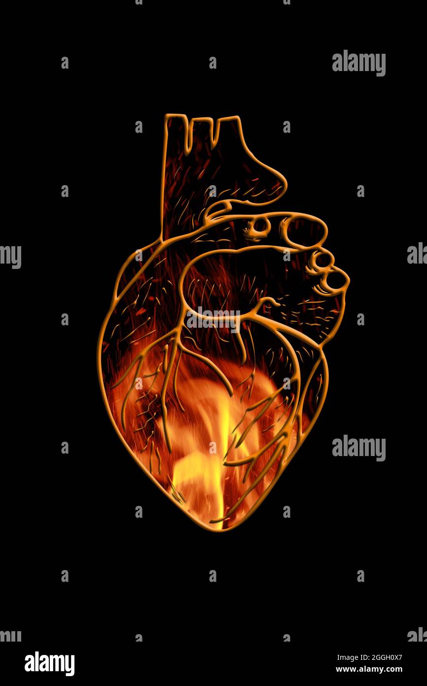 Anatomical heart illustration Banque de photographies et d’images à ...