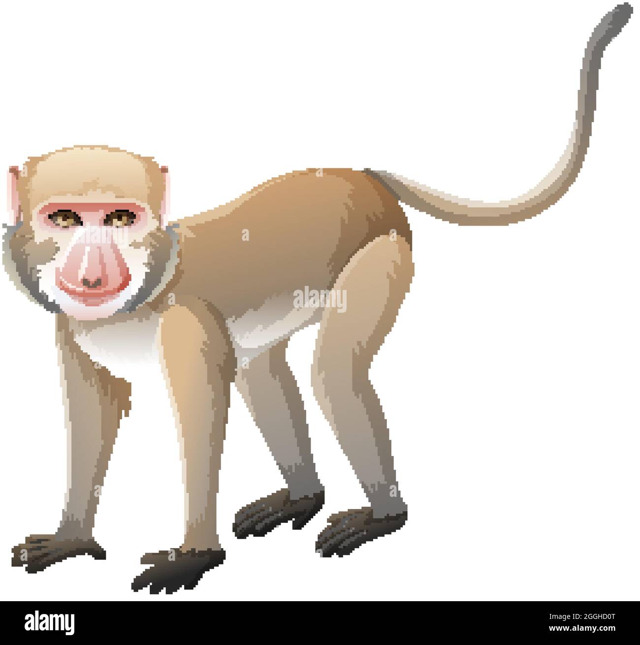 Dessin de macaque Banque de photographies et d’images à haute ...