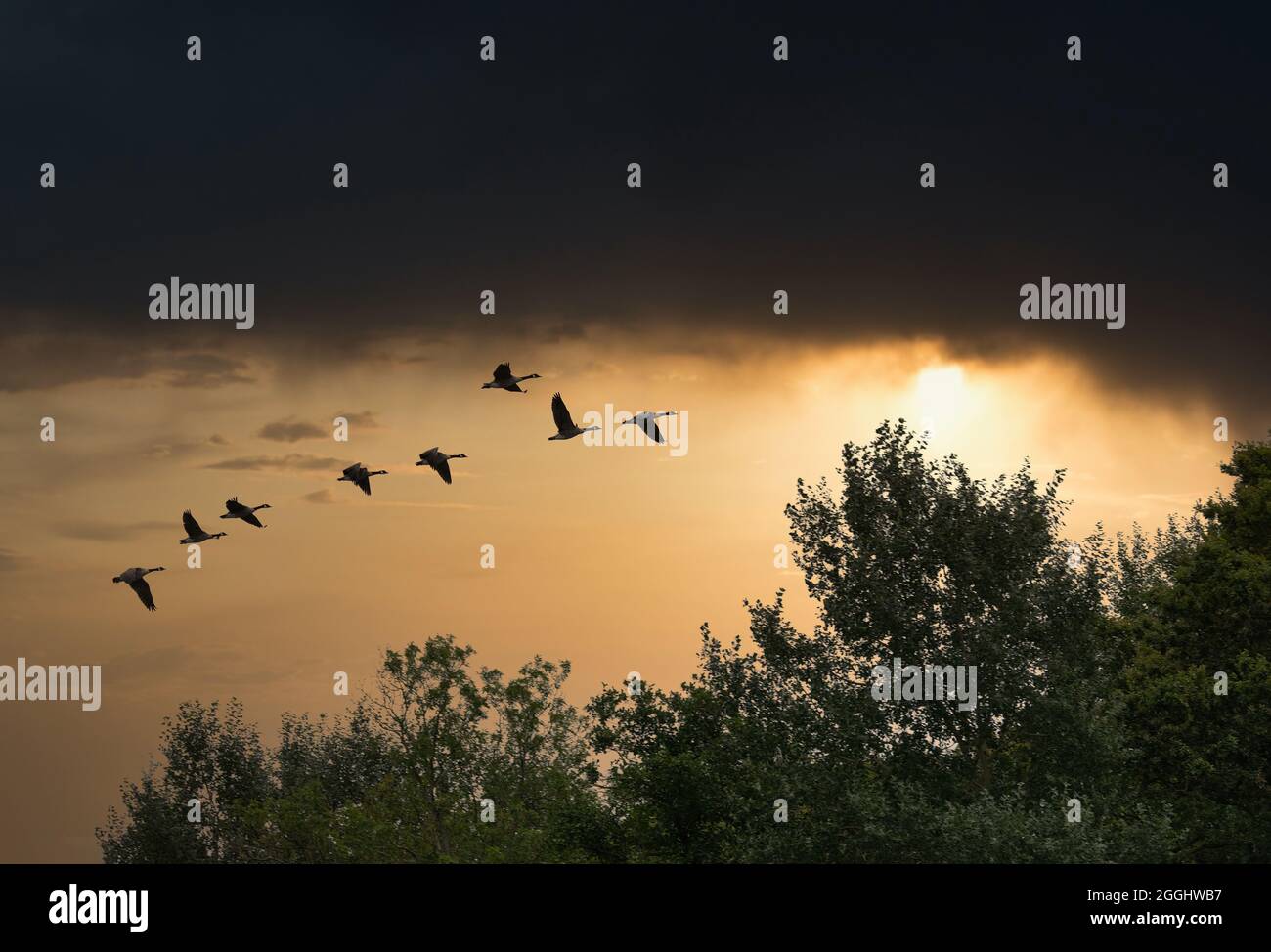 Bernaches du canada en migration Banque de photographies et d’images à ...