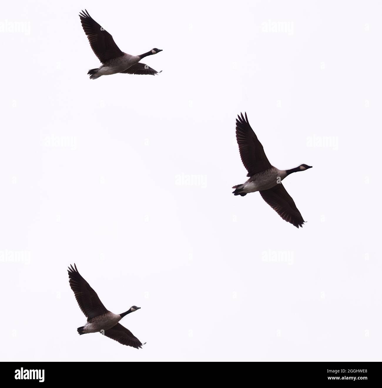 Bernaches Du Canada En Migration Banque d'image et photos - Alamy