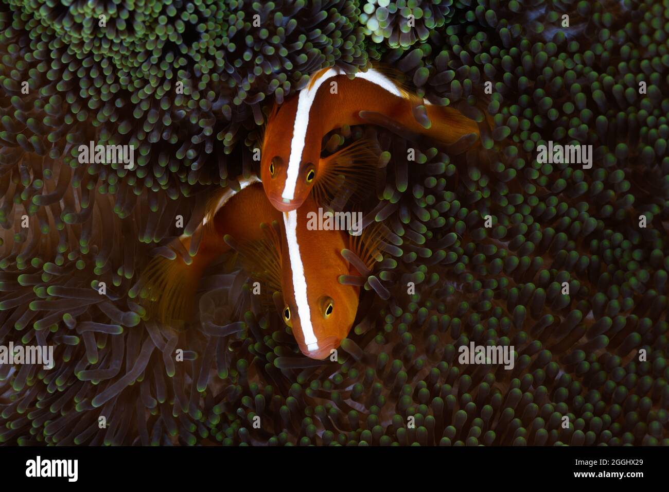 Amphiprion sandaracinos Banque de photographies et d’images à haute ...