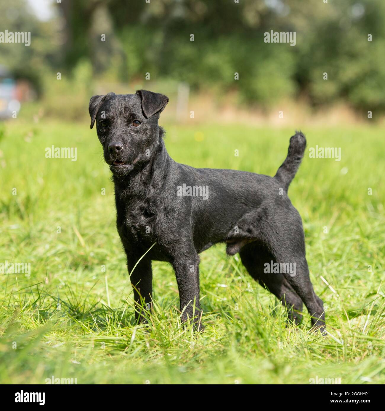 Working patterdale terrier Banque de photographies et d’images à haute ...