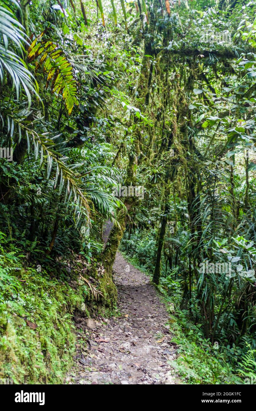 Sentier de la jungle menant à Catarata de Gocta, l'une des plus hautes ...