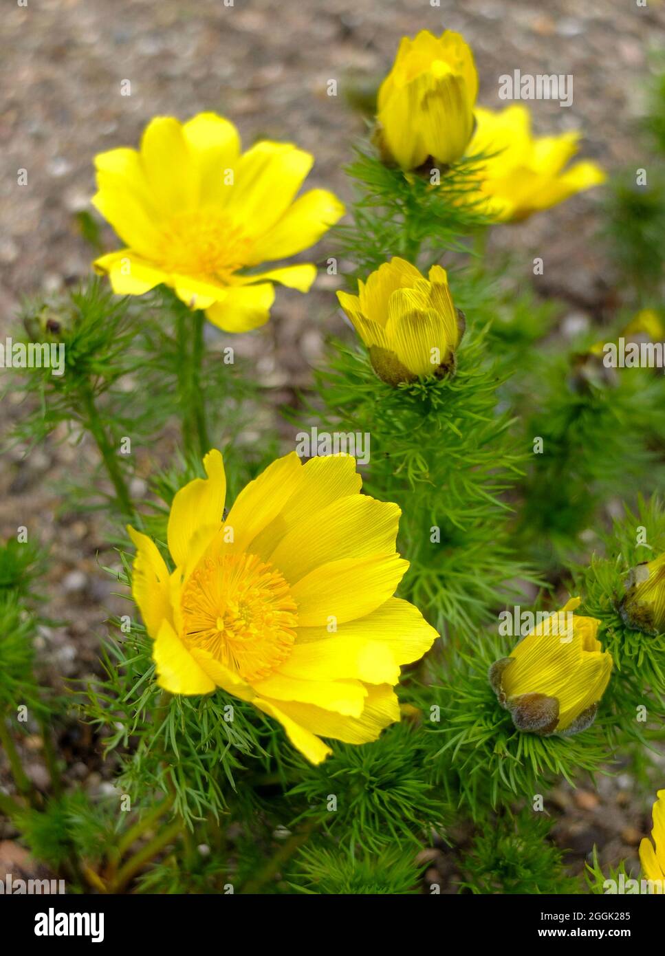Adonis rose Banque de photographies et d’images à haute résolution - Alamy
