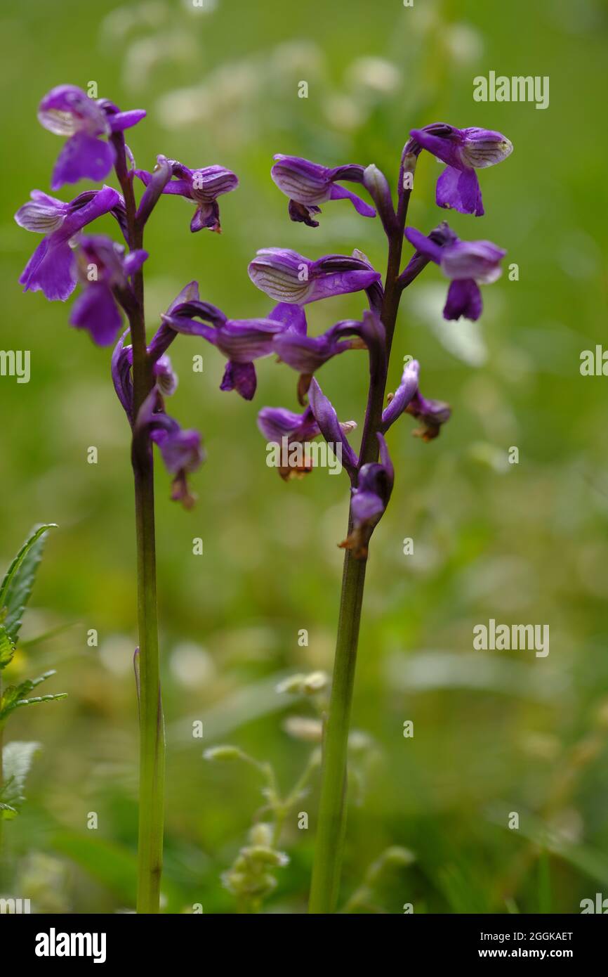 Orchis bouffon orchis morio Banque de photographies et d’images à haute ...