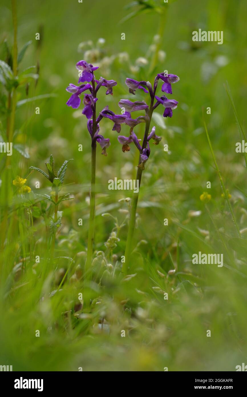 Orchis bouffon orchis morio Banque de photographies et d’images à haute ...